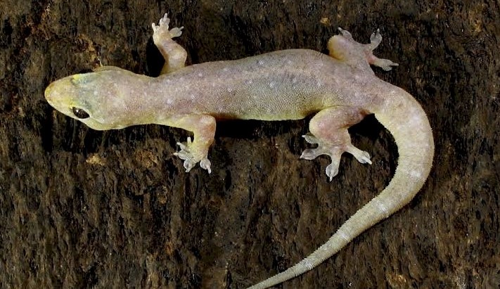 Cara Mengusir Cicak dan Tokek Dari Rumah Agar Tak Menggunggu - Mas Juanda